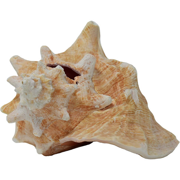 Highland Dunes Large Bahama Conch Seashell (Pink) - Bahamas Pink Conch ...